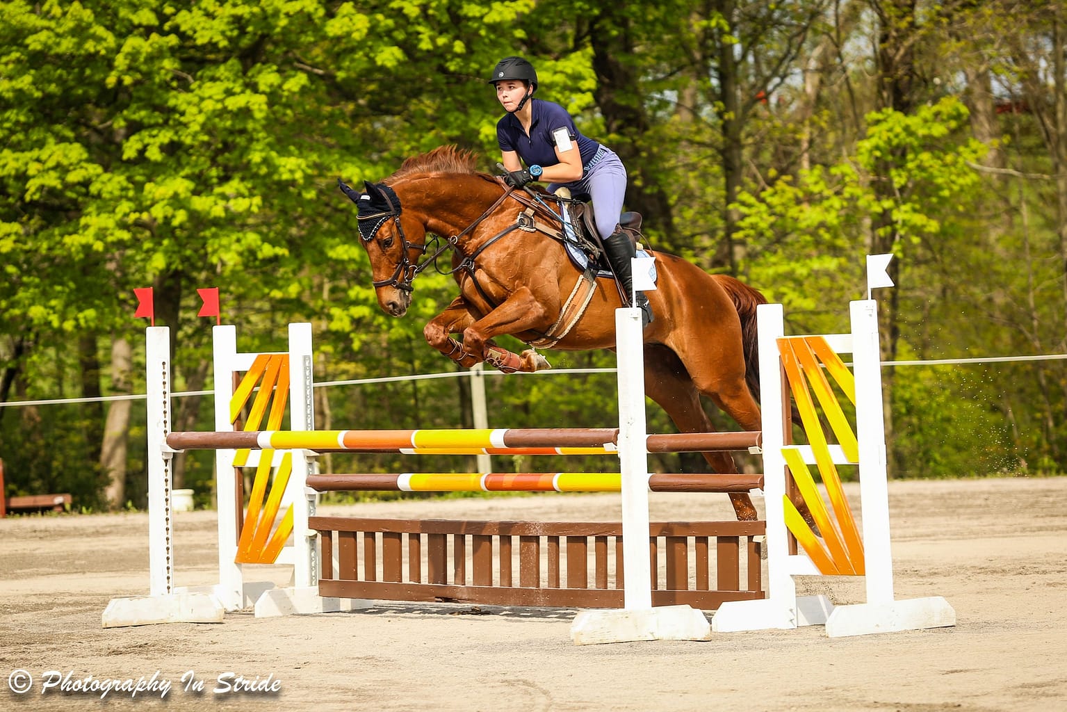 Dressage, Eventing, Sales, Training, Boarding